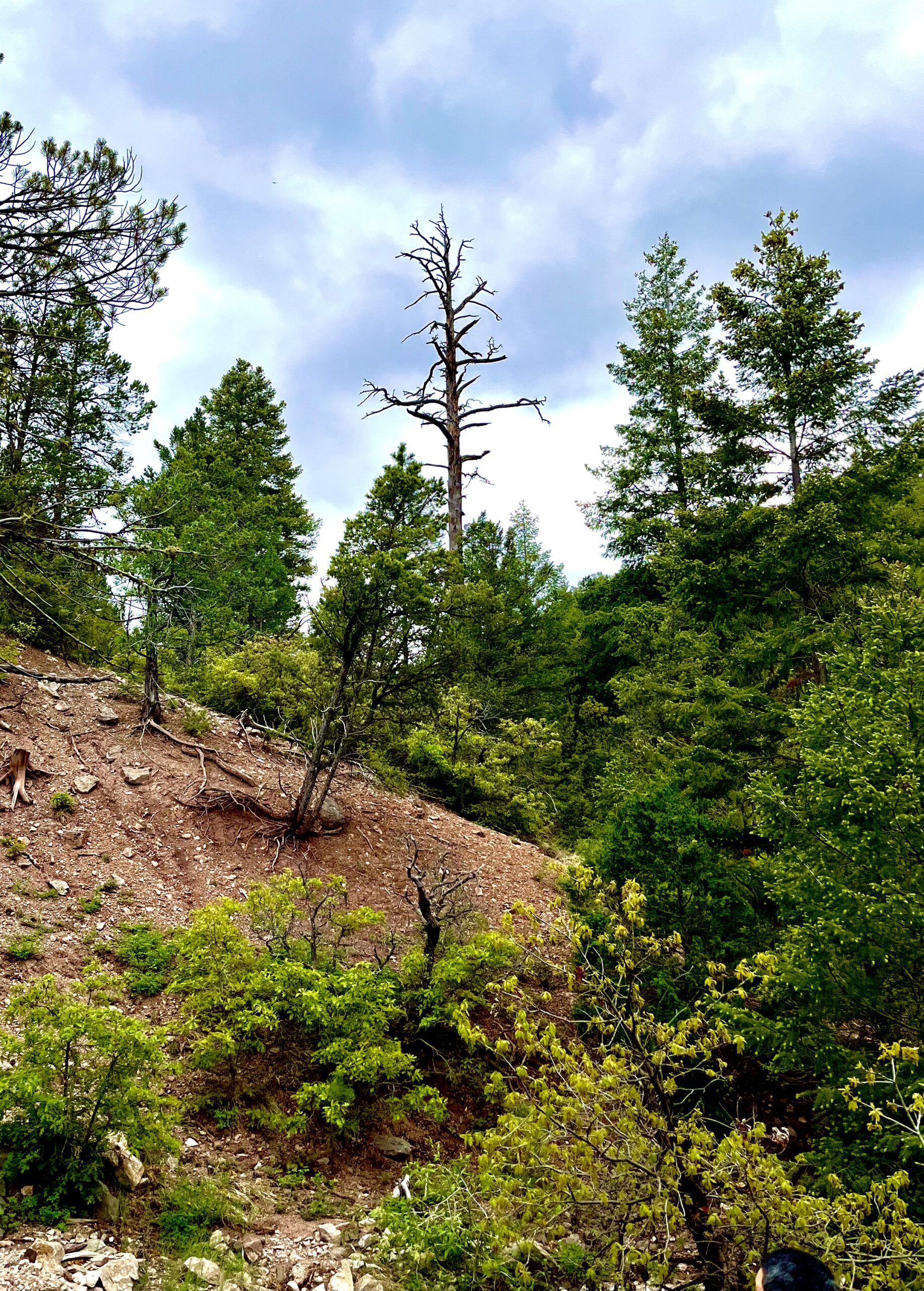 TRAIL: Grasshopper Canyon - Adrienne DeGuere Sotheby's Santa Fe
